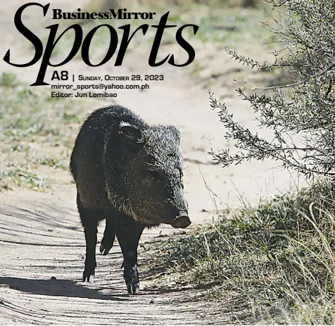 Hungry javelinas ripping through Arizona golf course - PressReader