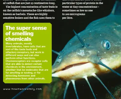 The catfish has taste buds all over its body - PressReader
