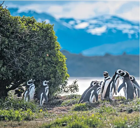 The wild land Darwin couldn’t get off his mind - PressReader