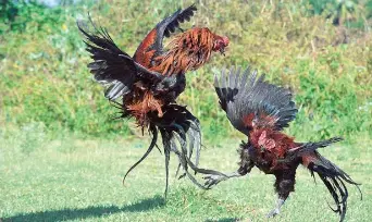 Digital University Kerala introduces Kairali AI Chip - PressReader