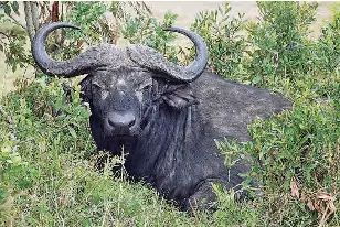 A BUFFALO SCARE - PressReader