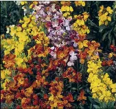 ‘My Fair Lady’ is a classy border beauty - PressReader