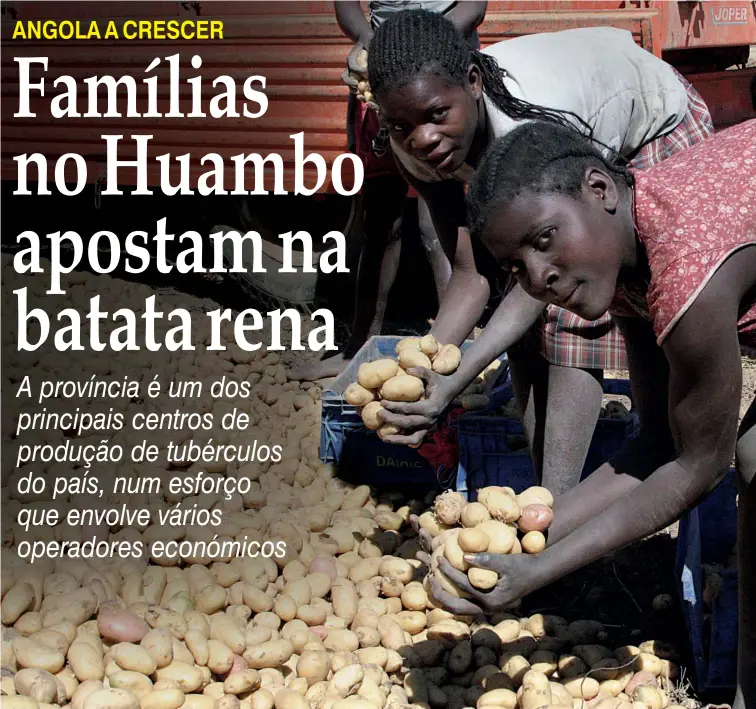 Produção de batata-rena envolve famílias inteiras - PressReader