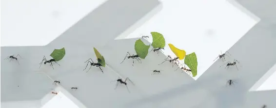 Ants march, whales swoop at Museum of Natural History’s new science ...