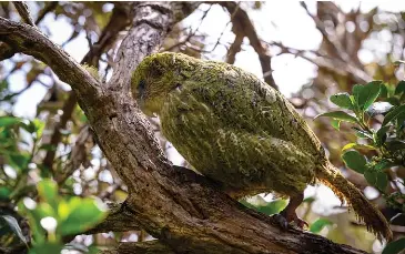 High hopes for first kākāpō breeding season in four years - PressReader