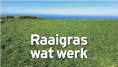 Raaigras wat werk - PressReader