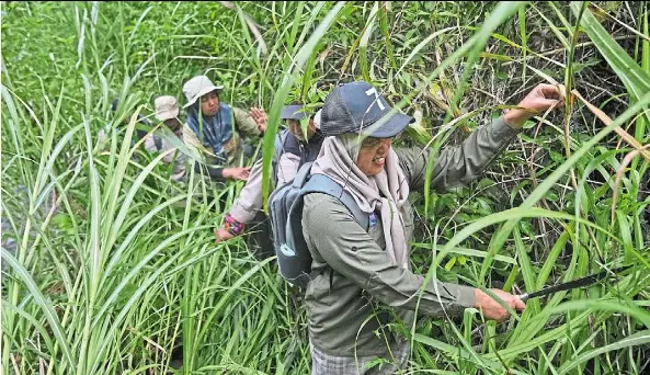 Guardians of the jungle - PressReader