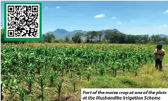 Mushandike Irrigation Scheme cushions farmers against climate change ...