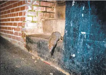 Rats! Yet another climate change challenge - PressReader