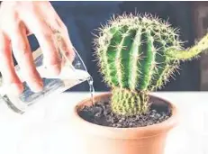 Nurturing your cactus - PressReader