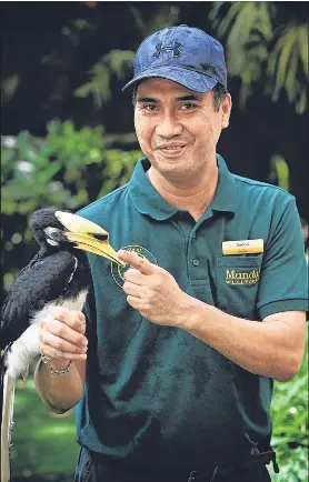Dalam kenangan... Pengalaman jaga burung enggang cetus peluang libat ...