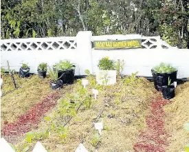 Government to launch new backyard farming programme - PressReader