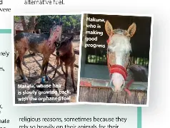 RESCUE UPDATE - PressReader