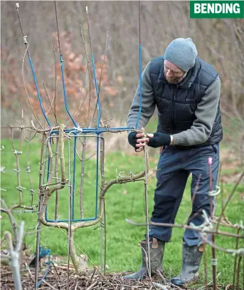 Chairs that grow on trees! - PressReader