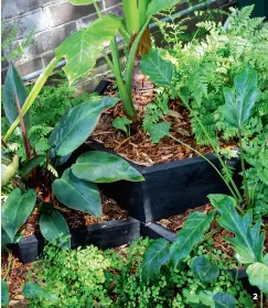 EASY STEPS TO YOUR HEXAGONAL GARDEN BED - PressReader