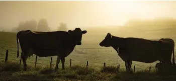 Swedes diet causes rickets outbreak in southern herd - PressReader