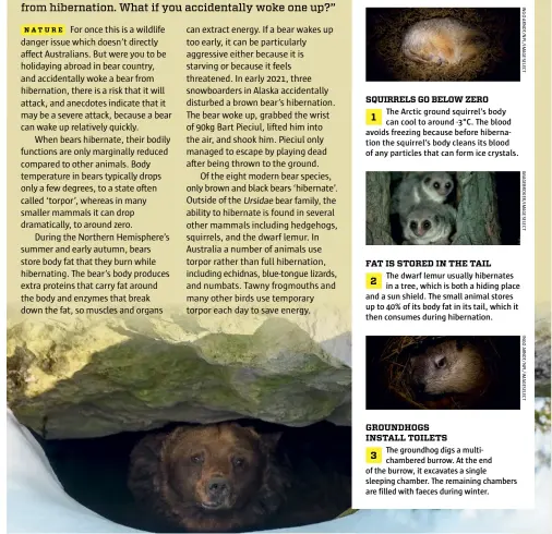 ...you wake a bear from hibernatio­n? - PressReader