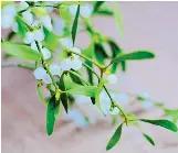 Magic of mistletoe - PressReader