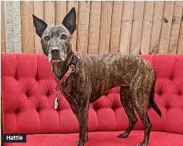 Animal Rescue with Marion Garnett - PressReader