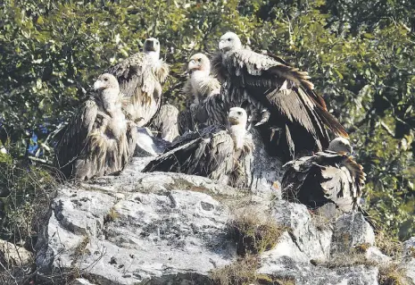 The natural world is falling silent - PressReader