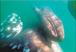 A mystery resurfaces off coast: Rising gray whale deaths - PressReader