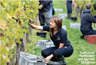 CHEERS! SUSSEX WINEMAKER TOASTS RECORD HARVEST - PressReader