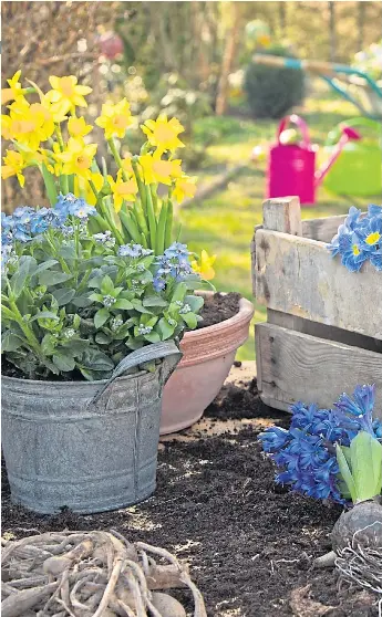 Self-sown plants on the march as April brings out garden’s colours - PressReader