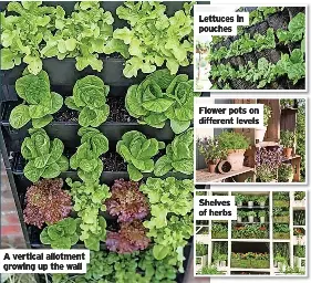 No space? It’s time to grow up with a vertical allotment - PressReader
