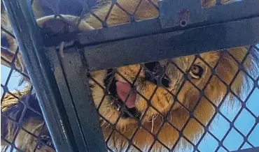 Caged humans ‘locked’ in lions’ den - PressReader