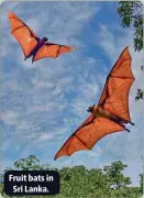 Do bats always turn left when flying out of a cave? - PressReader