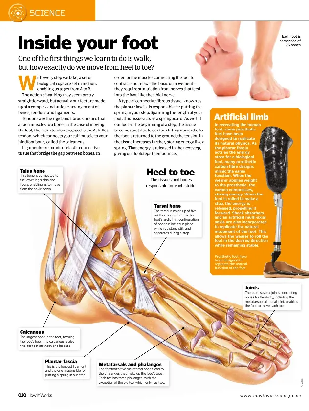 Inside your foot - PressReader