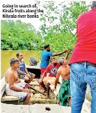 A dansala that brought back the sweet and sour taste of Kirala fruit ...