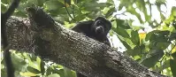 Volunteers race to save Mexico’s howler monkeys in heat wave - PressReader