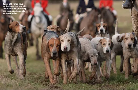 Hounds of Britain and Ireland - PressReader