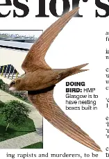Jailbirds! New prison to have 300 nesting boxes for swifts - PressReader
