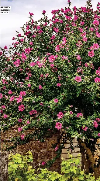 The flowers bringing a touch of the tropics to your garden Heavenly hibiscus - PressReader