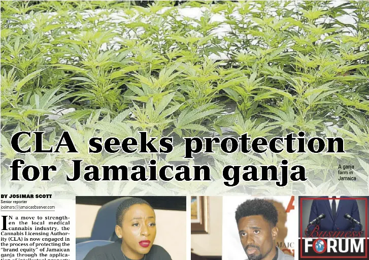 CLA seeks protection for Jamaican ganja - PressReader