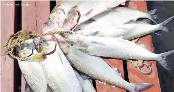 L'alose savoureuse au pied du barrage - PressReader