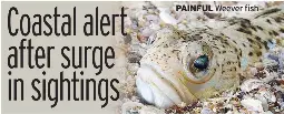 Weever fish sting threat warning to swimmers - PressReader