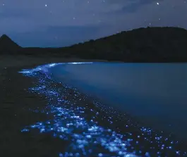 Biolumines­cence first evolved in animals some 540m years ago —study ...