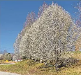 Pretty, smelly, and invasive trees taking over NJ - PressReader