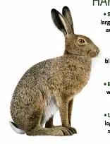 HARES VS RABBITS - PressReader