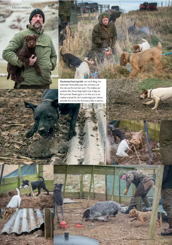 Hunting rats with the dogs and men of the Tweed Valley Rat Pack ...