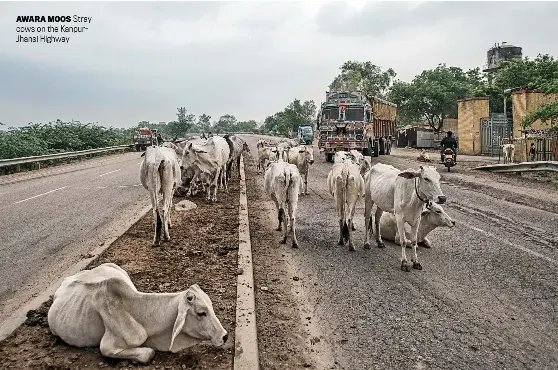 CATTLE BATTLE - PressReader