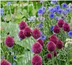 ISABELLE’S PLANT LIST - PressReader