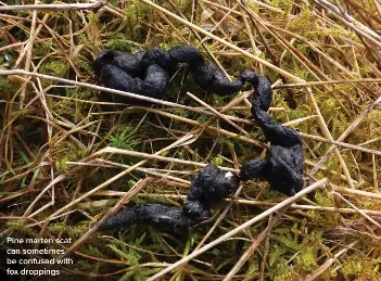 Pine marten - PressReader