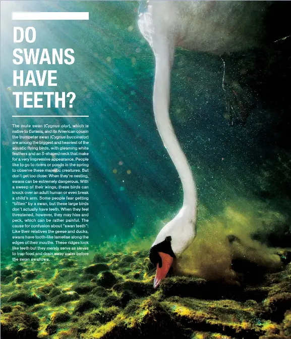 DO SWANS HAVE TEETH? - PressReader