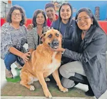 Project launched to save stray dogs - PressReader