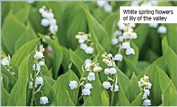 ASK DIARMUID - PressReader