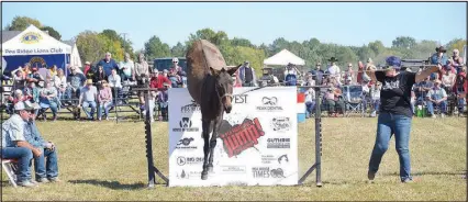 It’s Pea Ridge Mule Jump time! - PressReader